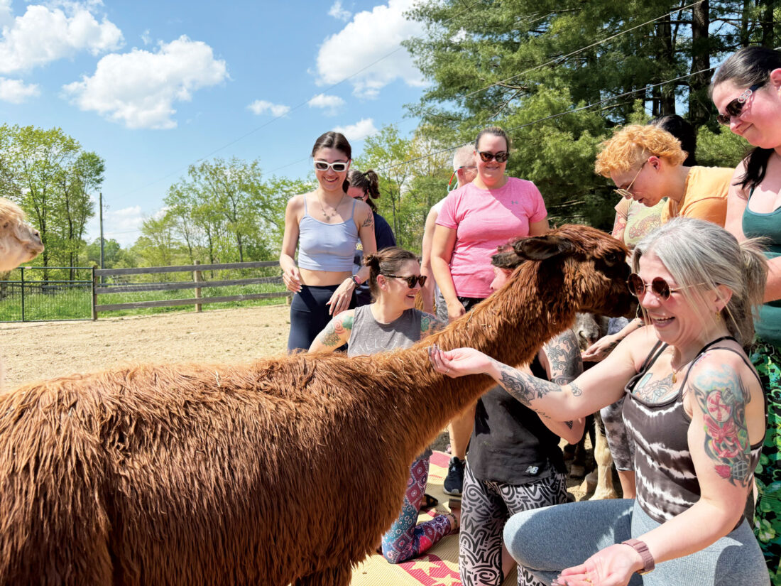 Yoga class gets up close with alpacas | News, Sports, Jobs - Marietta Times